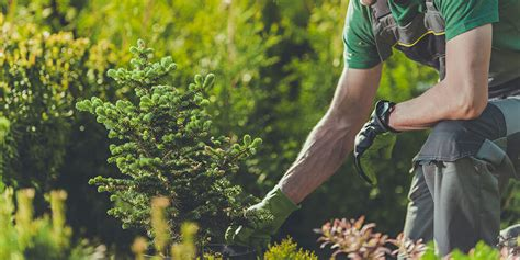 Tips for Setting Up a Garden Maintenance Company – My Magazine